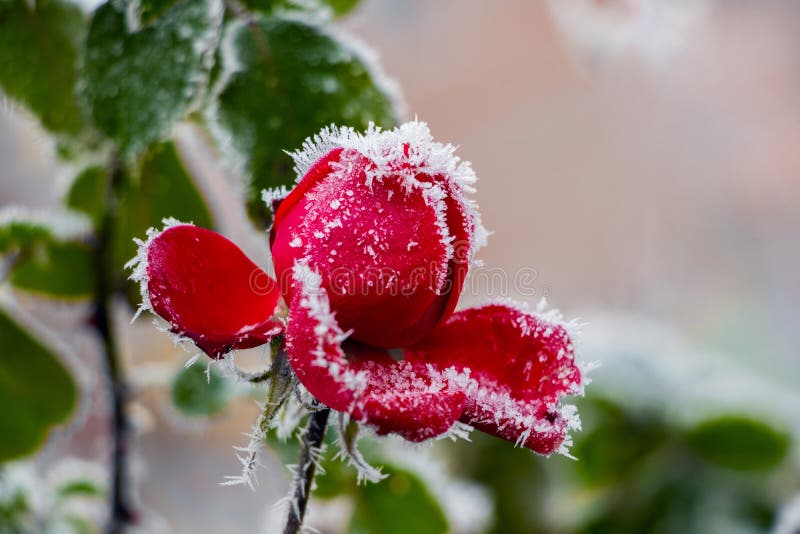 Frost-covered Red Rose in the Garden in Autumn or Early Winter Stock ...