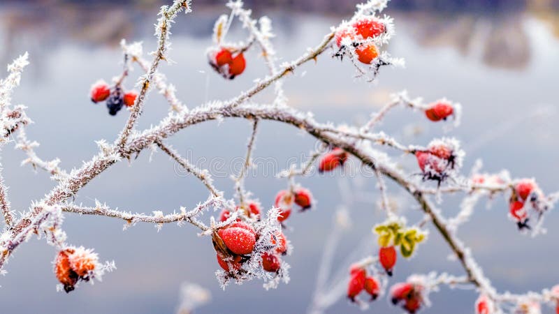 Frost-covered Red Rose Hips by the River Stock Photo - Image of ...