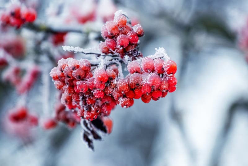 Frost-covered Red Rowan Berries on a Tree in Winter Stock Image - Image ...