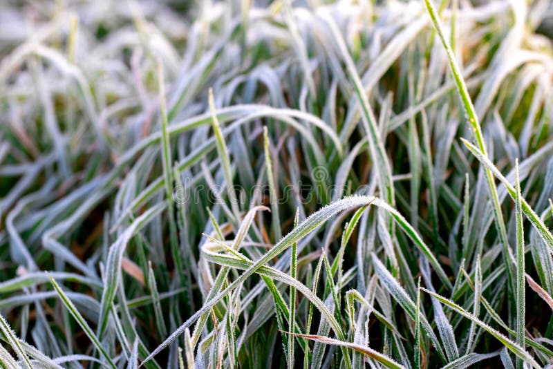 Frost-covered Thick Green Grass, Autumn and Winter Background Stock ...