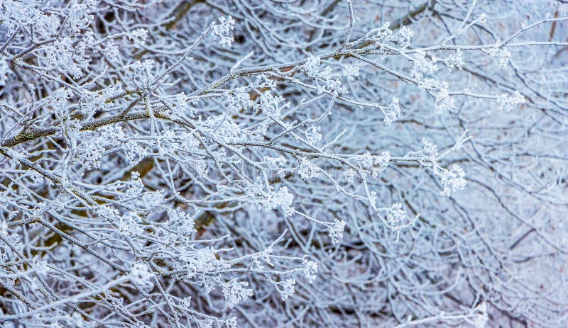 Frost-covered Thin Branches of a Tree Form a Beautiful Pattern_ Stock ...
