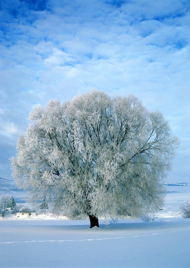 Frost Covered Tree stock image. Image of meadow, frosty - 1826477