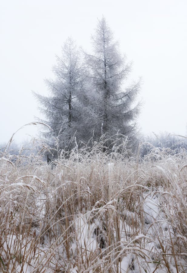 Frost Covered Tree in Forest at Mist Stock Image - Image of fresh ...