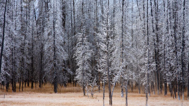 Frost Covered Trees stock image. Image of dense, cold - 17544615