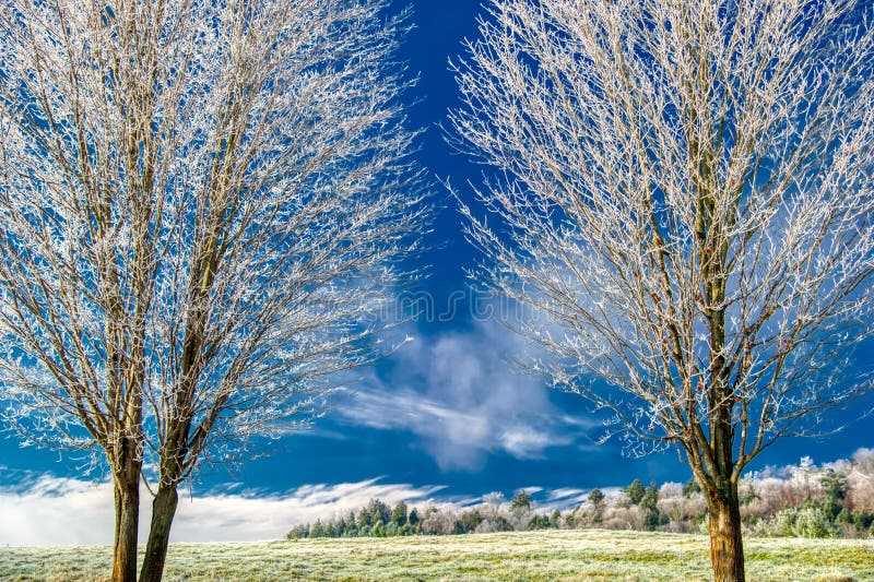 Frost covered trees stock photo. Image of frost, landscape - 255187294