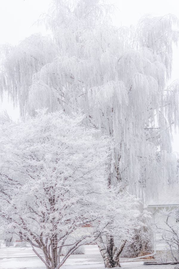 Frost Covered Trees and Bushes Stock Photo - Image of fall, branches ...