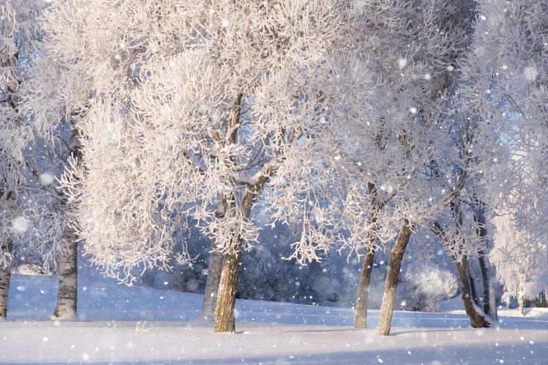 Winter Landscape. Snowfall in the Park Stock Image - Image of snowfall ...