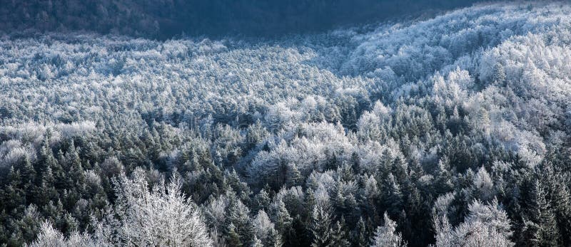 Frost Covered Trees in Winter Stock Image - Image of tranquil, scene ...