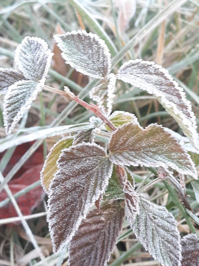 Frost Covered Weeds Fall Morning Stock Image - Image of frost, covered ...