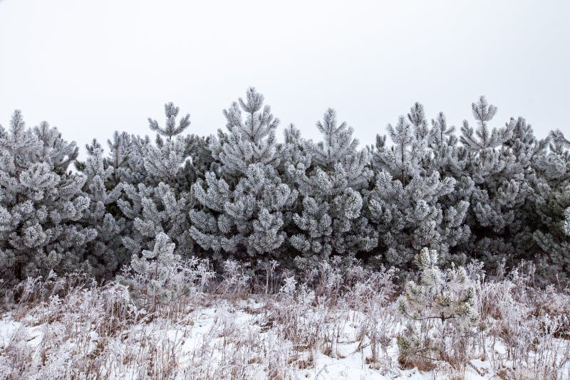Frost Covered Wisconsin Pine Trees in January Stock Image - Image of ...