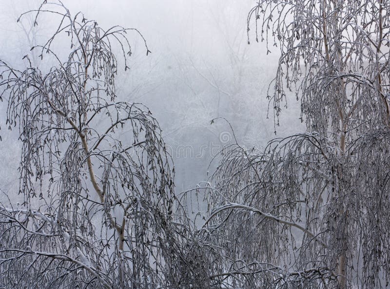 Frost stock photo. Image of january, textured, crystal - 86381600