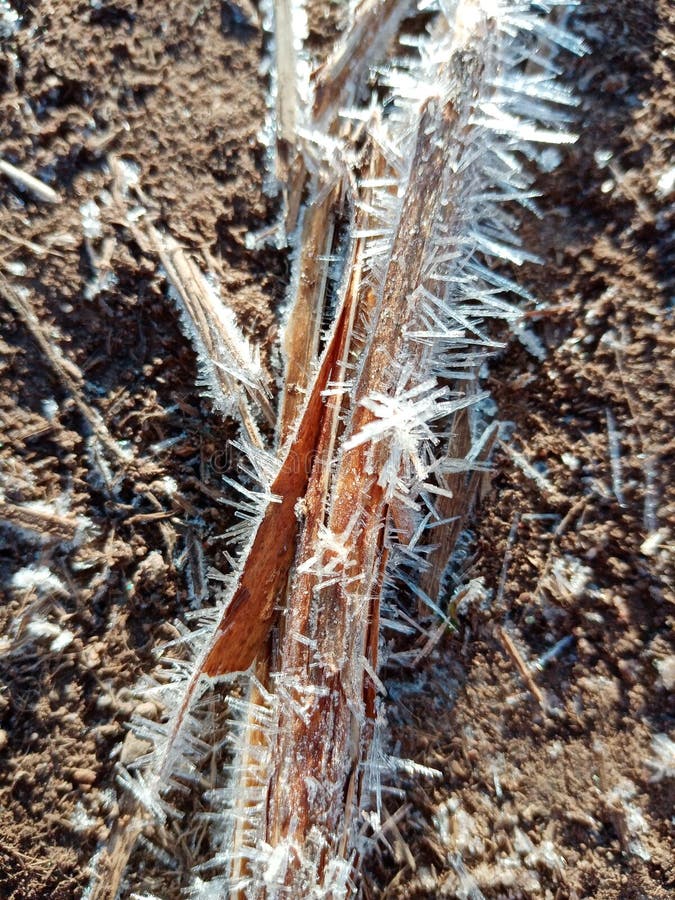 Frost crystals on stick stock photo. Image of trunk - 215824796