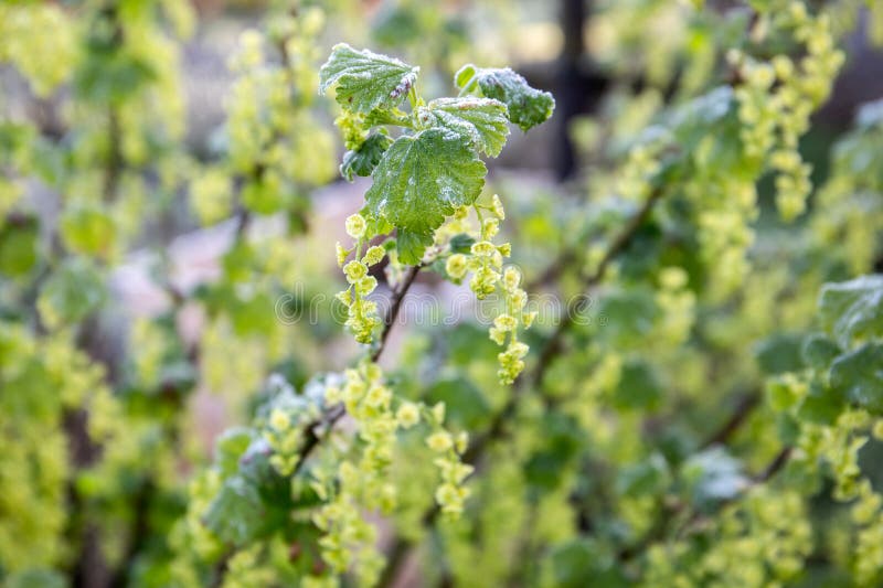 Frost on Currant Bush with Green Leaves and Blooms in Spring Stock ...