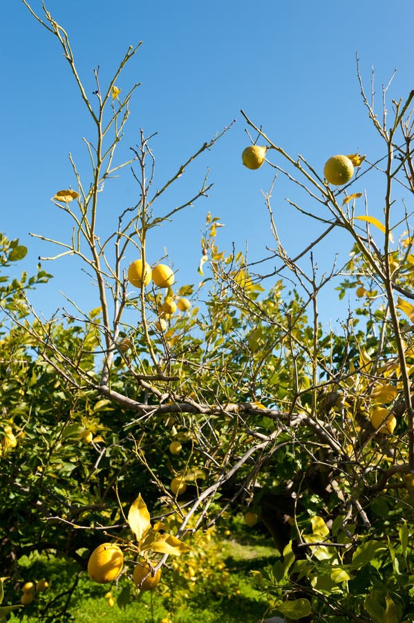 Frost damage stock photo. Image of tree, lemon, frost - 23409550