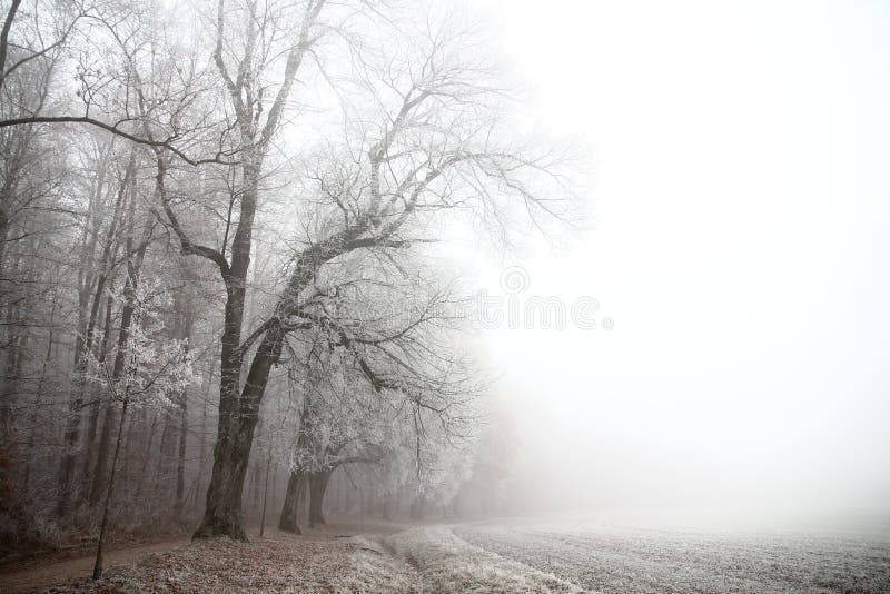 Frost day stock photo. Image of inside, forest, europe - 91224492