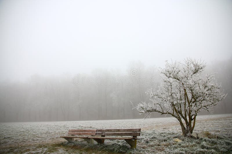 Frost day stock photo. Image of relax, grass, famous - 91224452
