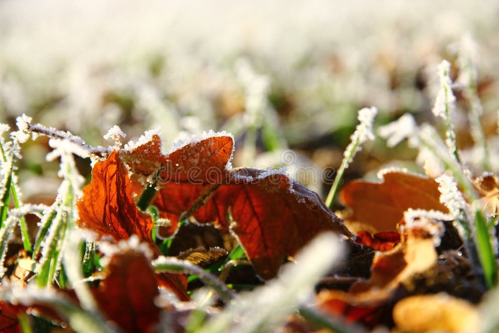 Frost day stock image. Image of cold, germany, grey, light - 91224453