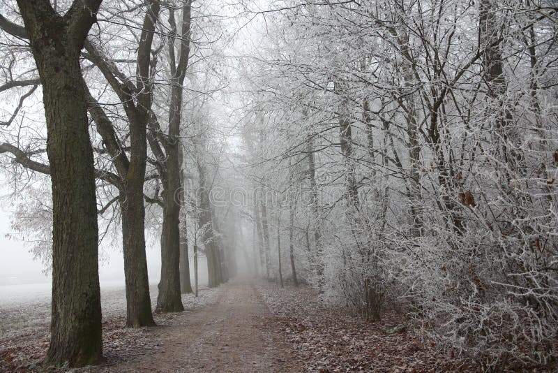 Frost day stock photo. Image of foggy, black, autumn - 91224468