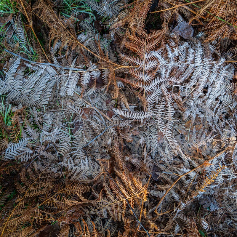 Frost Dead Bracken Leaves Stock Photos - Free & Royalty-Free Stock ...