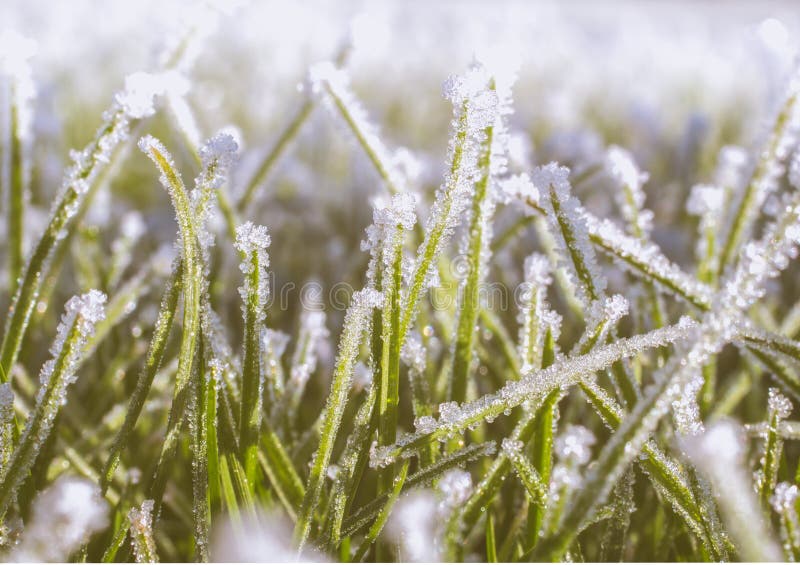 Frost effects on grass stock image. Image of gardening - 82224185