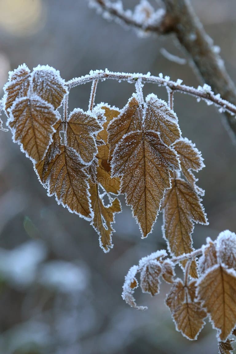 87,771 Frost Leaves Stock Photos - Free & Royalty-Free Stock Photos ...