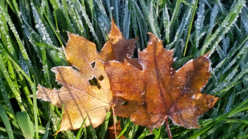 Frost on Falling Leaves and Grass with Sunlight Stock Image - Image of ...