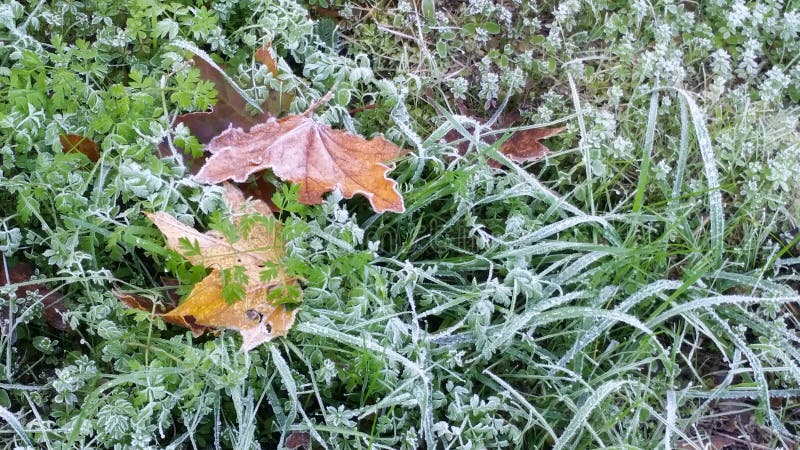 Frost on Colorful Falling Leaves Stock Photo - Image of fall, blur ...
