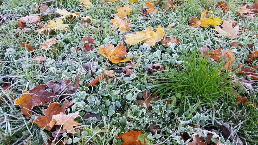 Dew on Fallen Autumn Leaves and Plants Stock Image - Image of deop ...