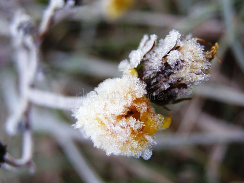 Frost on Flower stock photo. Image of delicate, fall - 11362008