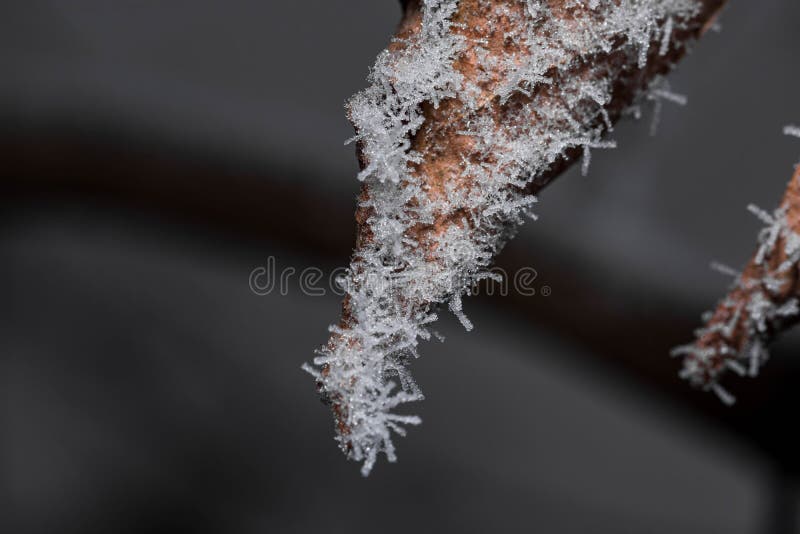 Frost Flowers Hanging by a Piece of Sharp Metal Stock Image - Image of ...