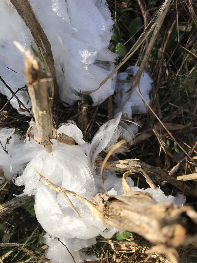Frost Flowers or Frost Roses - Ice Segregation Process - on Plant Stems ...
