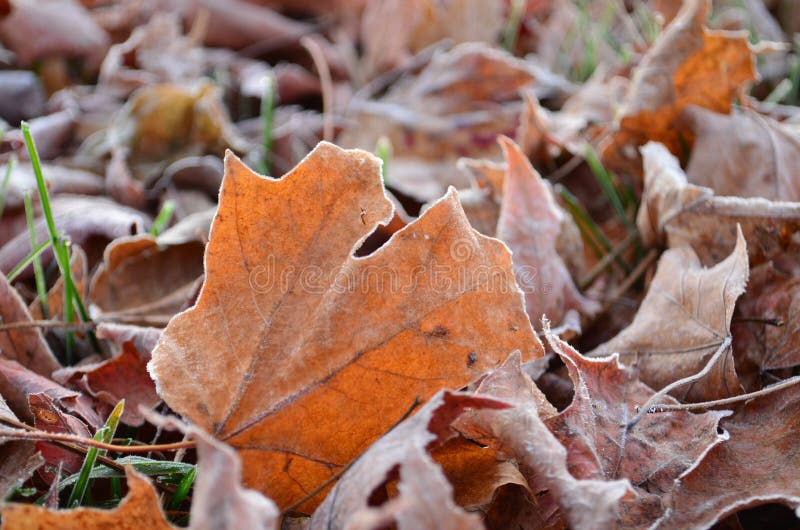 Frost Formed Ice Crystals on Fallen Leaf Stock Image - Image of crystal ...