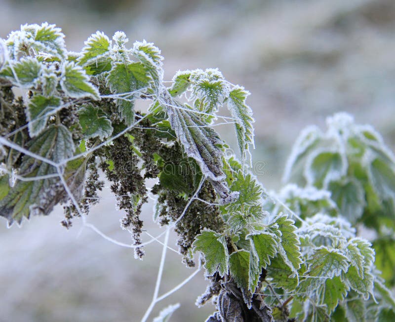 Frost stock photo. Image of spiderweb, nettle, cobweb - 52231054