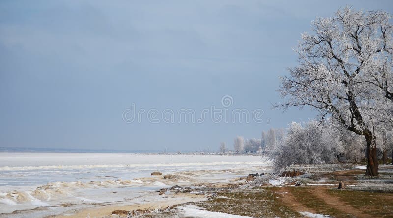 Frost. stock photo. Image of frozen, tree, white, branch - 37869258