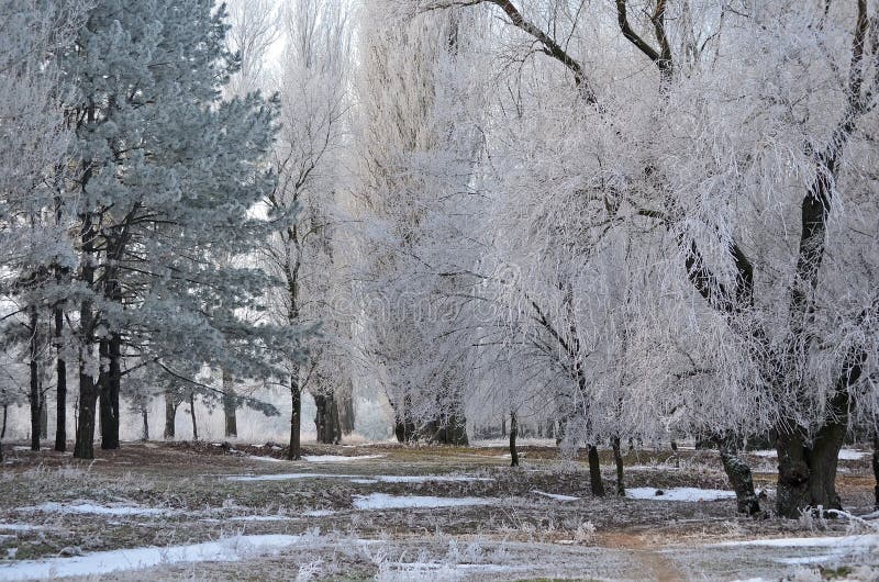 Frost. stock image. Image of forest, cold, outdoors, travel - 37869449