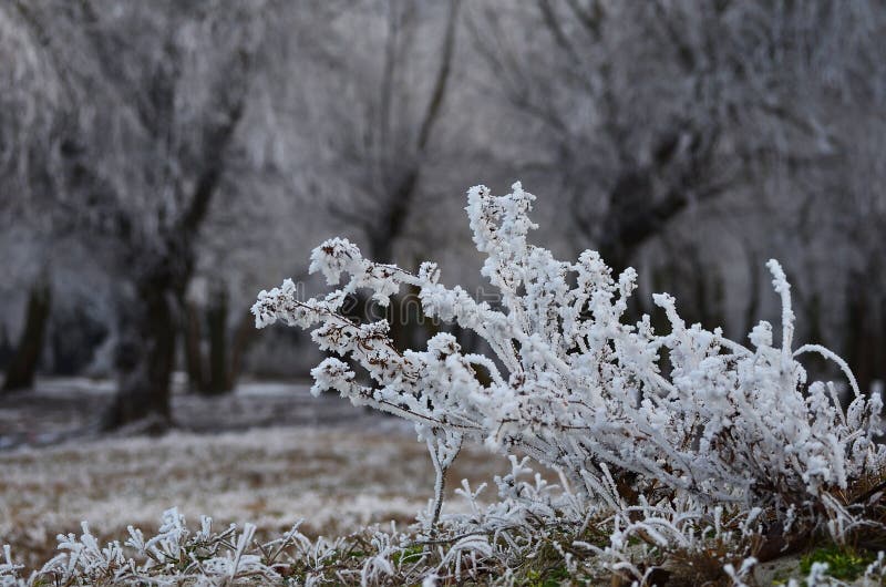 Frost. stock image. Image of january, tranquil, landscapes - 37869473