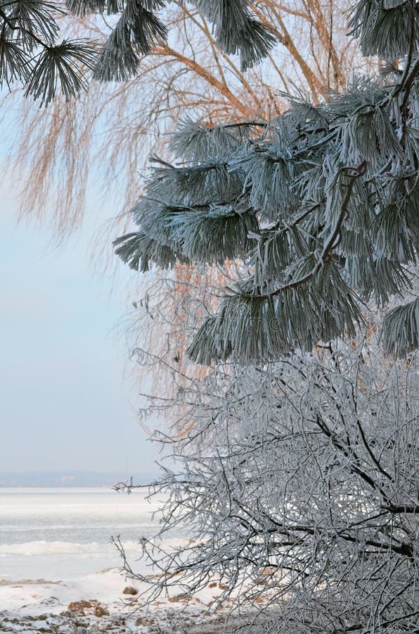 Frost. stock photo. Image of outdoors, frost, white, frozen - 37869554