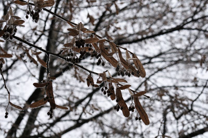 Frost on Fruits of a Linden Tree Stock Photo - Image of linden, tilia ...