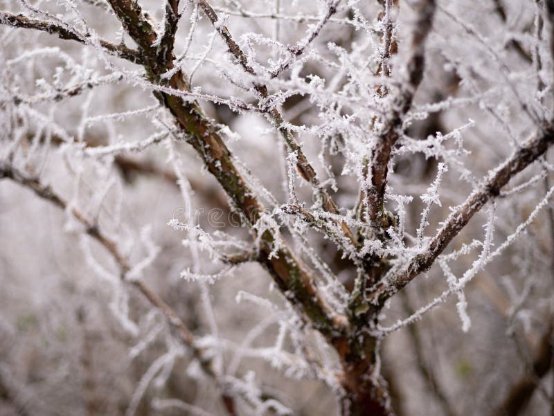 Frost on a Tree branches stock image. Image of landscape - 125906903