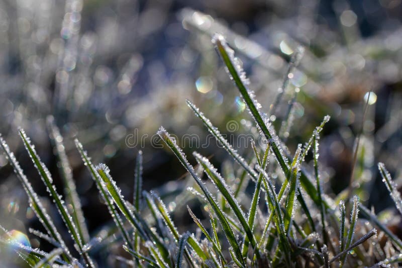 Frost Glistens on the Grasses in the Low Sunlight of Late Fall Stock ...