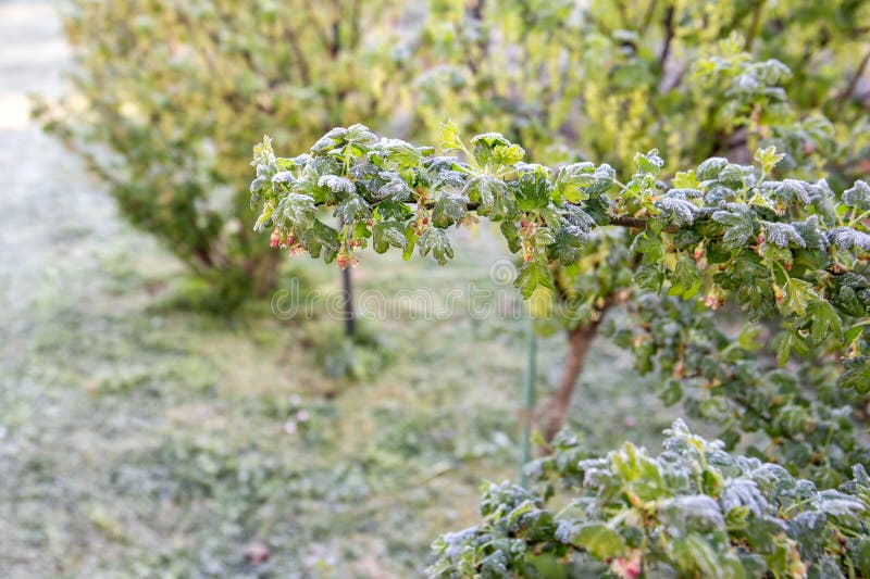 Frost on Gooseberry Bush Leaves in Early Spring Stock Photo - Image of ...