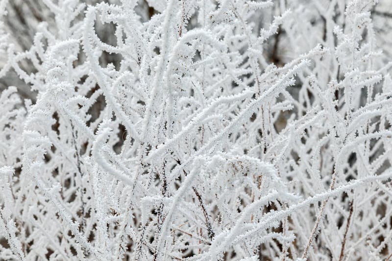 Frost on Grass and Branches Close-up. Winter Nature Stock Image - Image ...