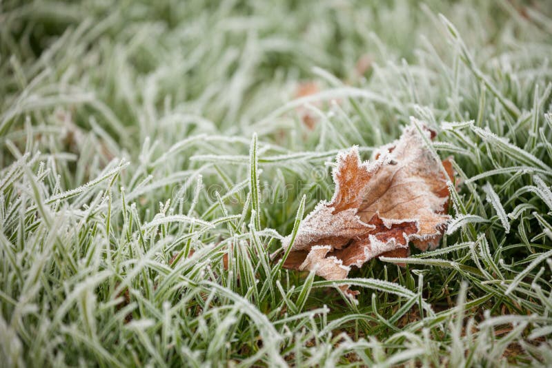 Frost Grass after a Cold Night in Winter Stock Image - Image of ground ...