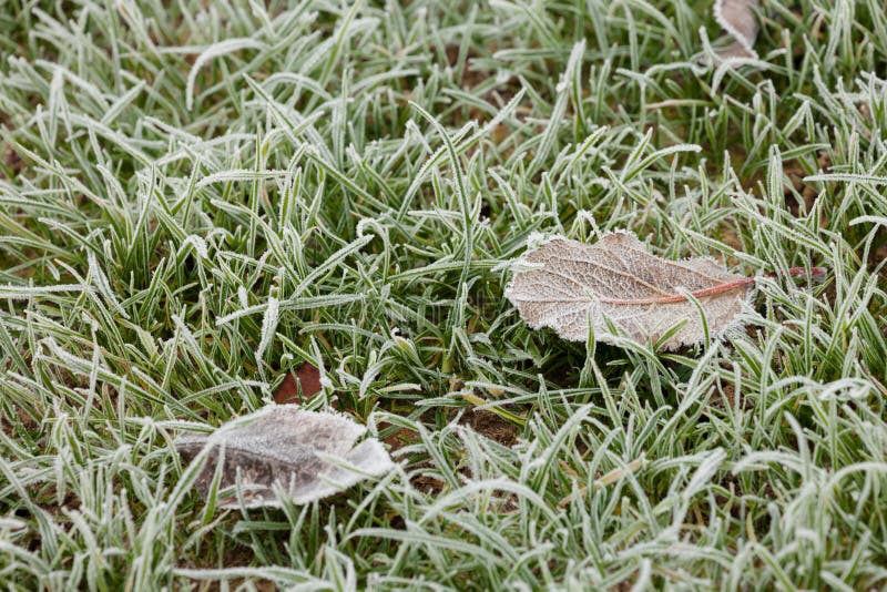 Frost Grass after a Cold Night in Winter Stock Image - Image of rural ...
