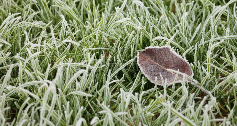 Frost Grass after a Cold Night in Winter Stock Photo - Image of meadow ...