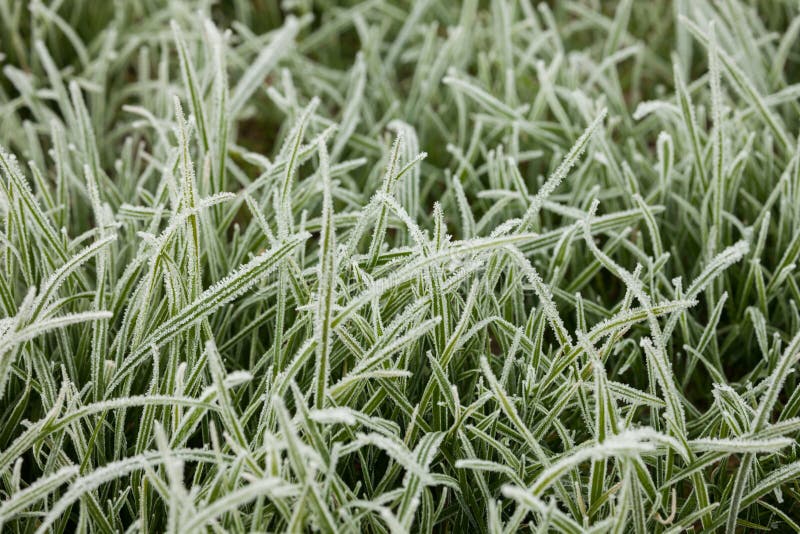 Frost Grass after a Cold Night in Winter Stock Photo - Image of grass ...