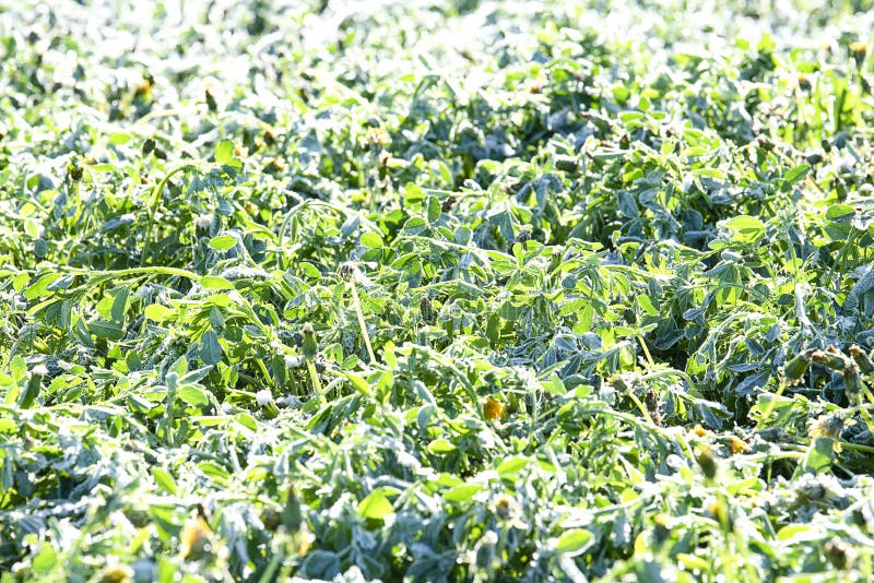 Frost on the Grass on Cold Spring Morning Stock Image - Image of ...