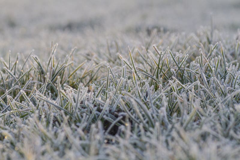 Frost on Grass in Early Morning Sun Stock Image - Image of grass ...