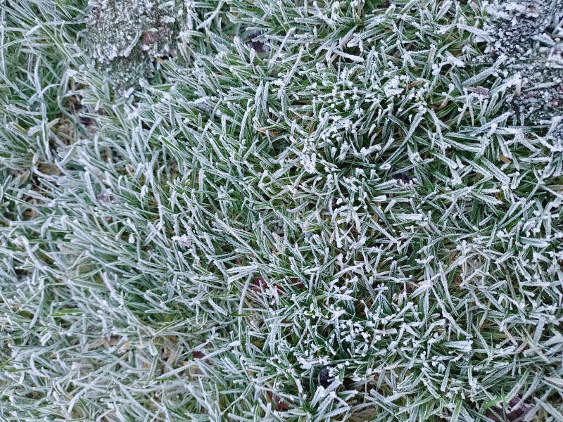 Frost on Grass, Frozen Grass Stock Photo - Image of spruce, gras: 263545268