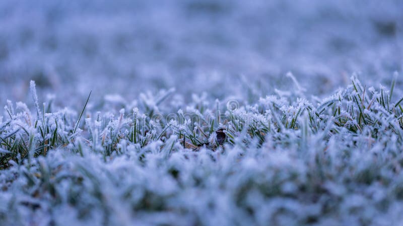 Frost grass in the morning stock photo. Image of outdoors - 170142242